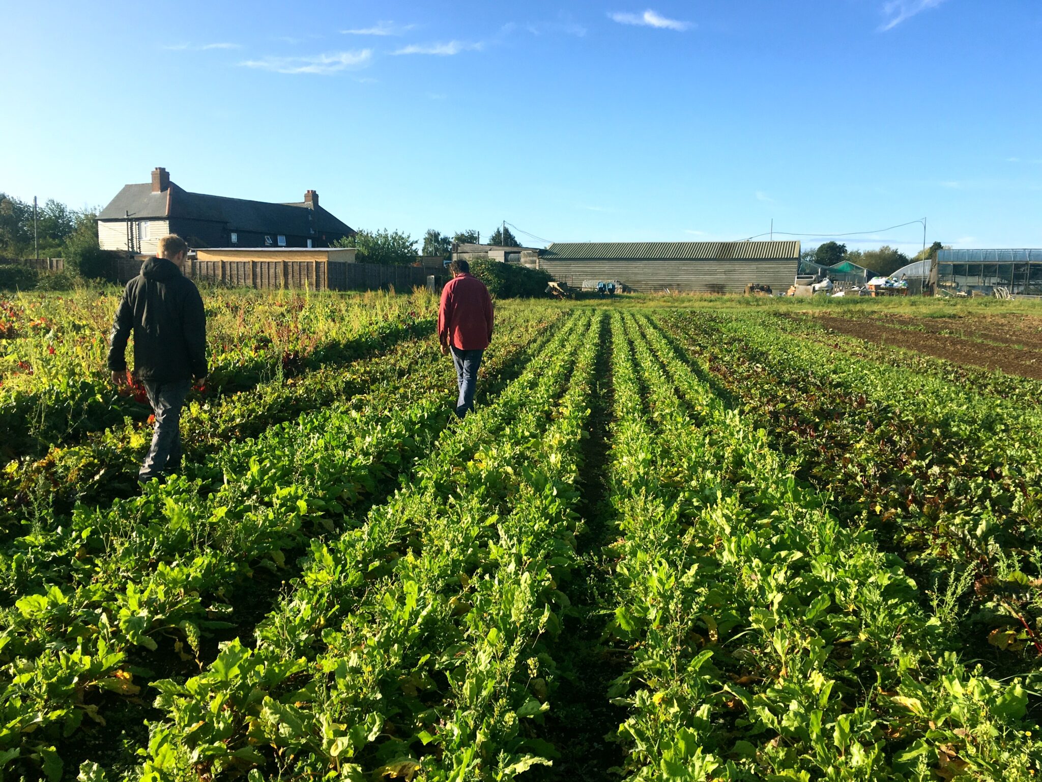 COVID-19: a growing opportunity for community gardening in London ...